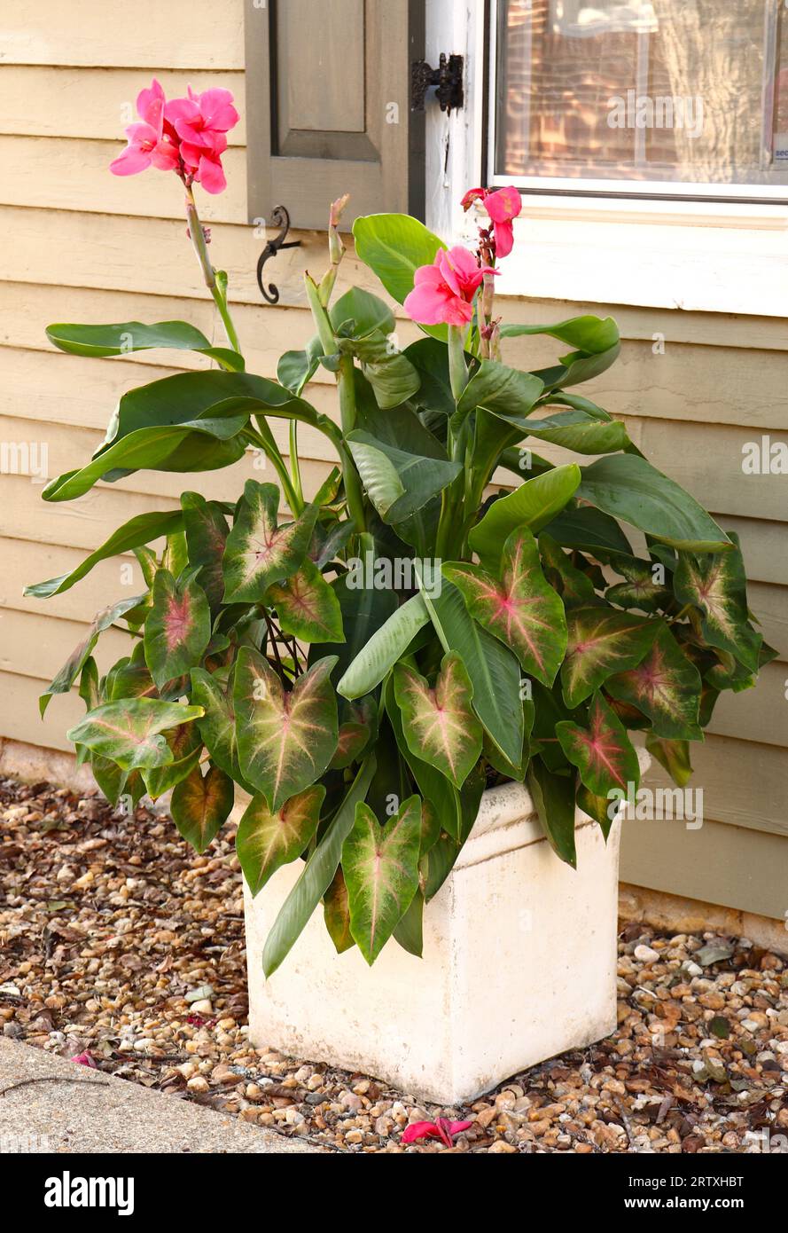 Caladium plant in pot hi-res stock photography and images - Alamy