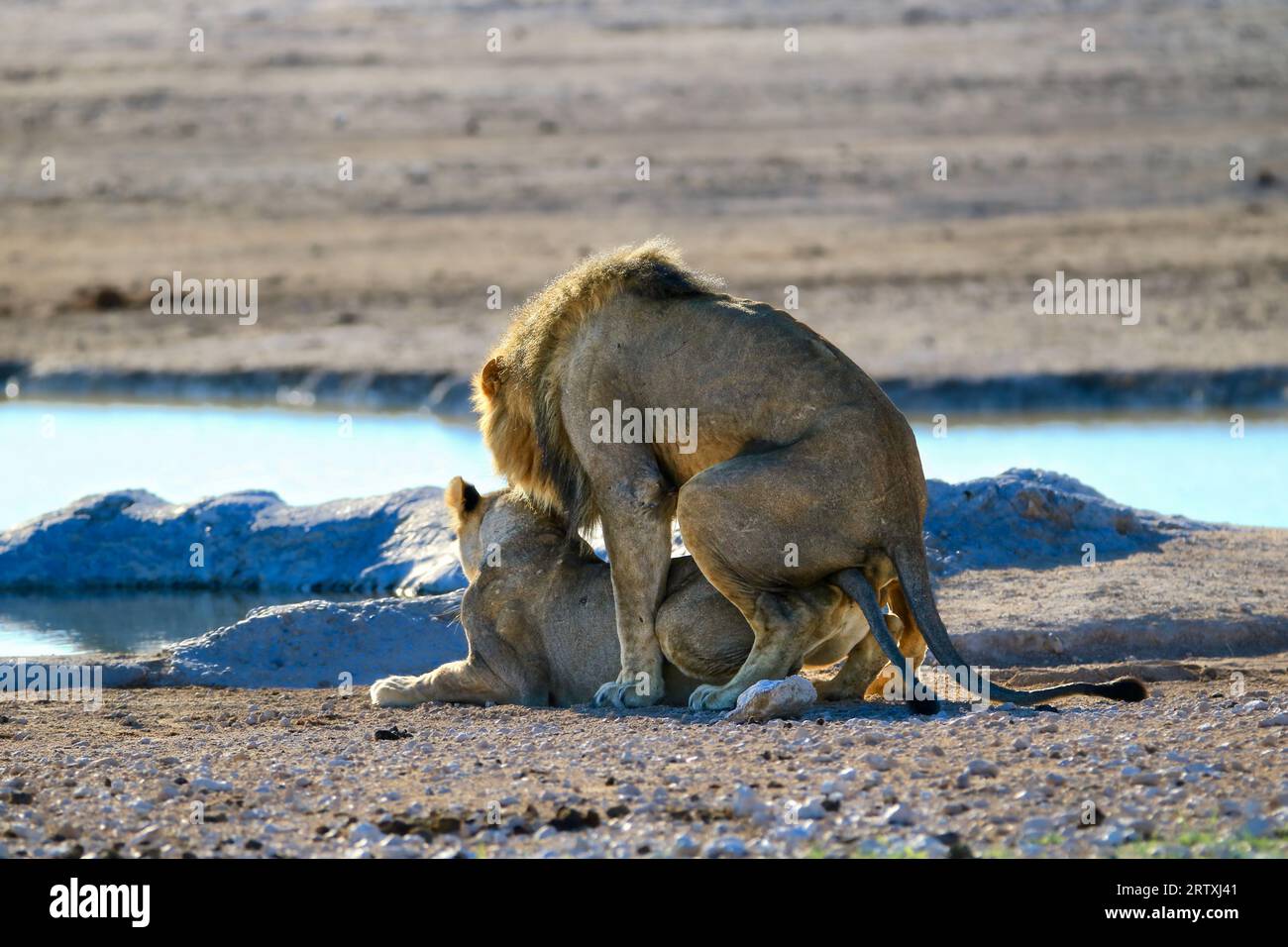 Lions mating hi-res stock photography and images - Alamy