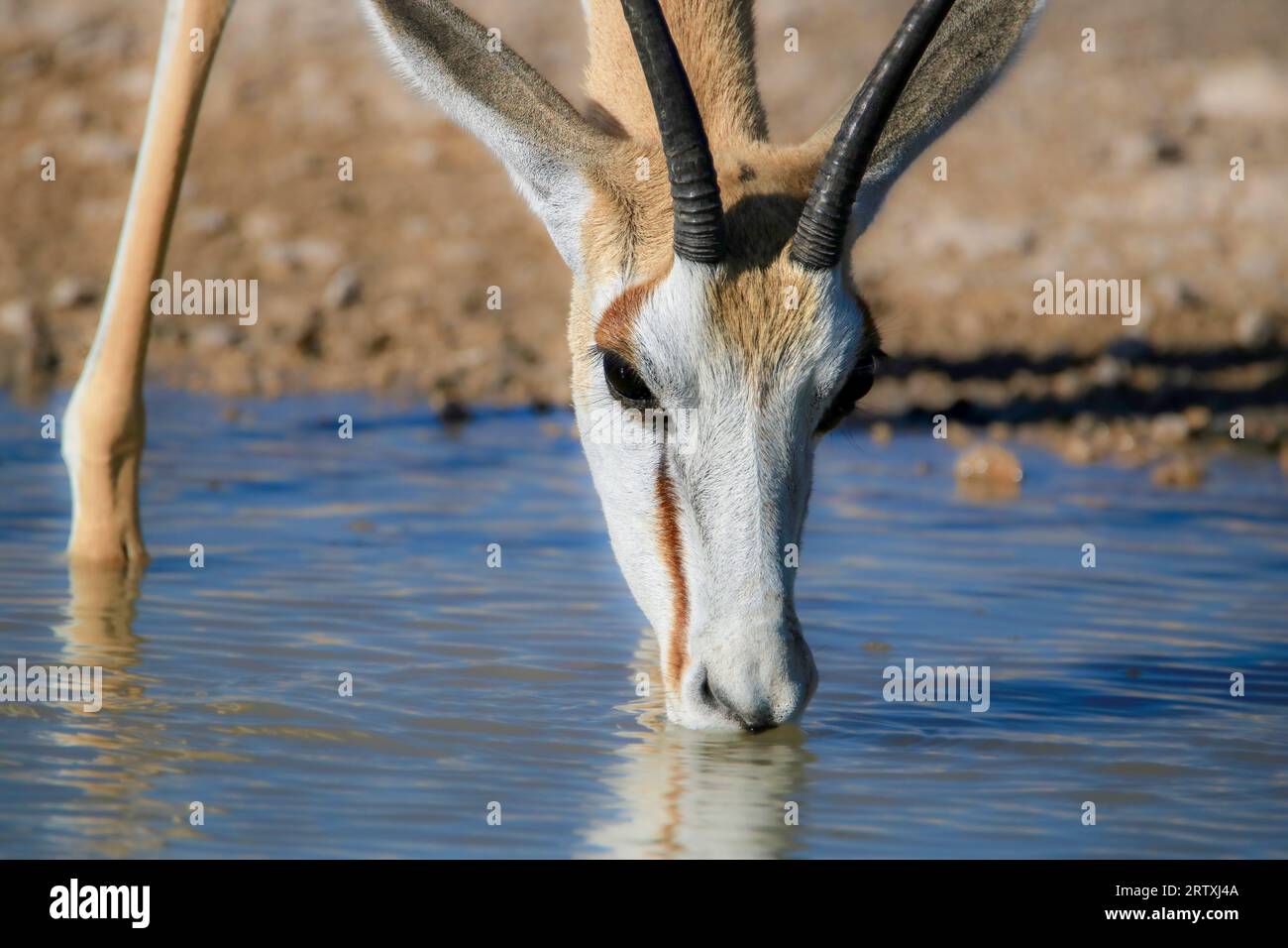 Springbok ewe drinking water in Etosha National Park, Namibia Stock ...