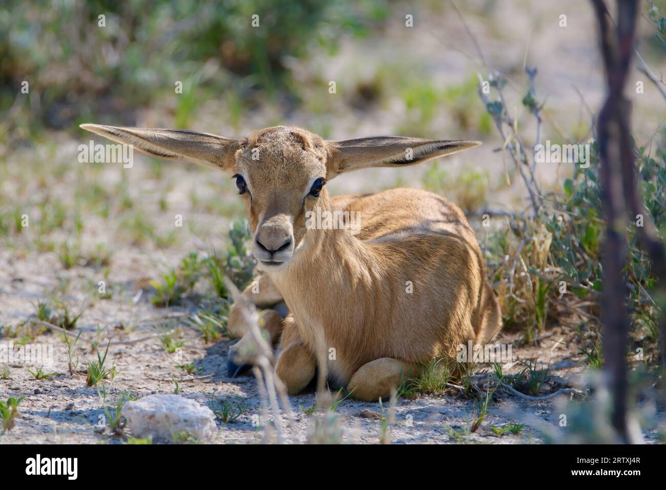 Baby Springbok, Etosha National Park, Namibia Stock Photo - Alamy