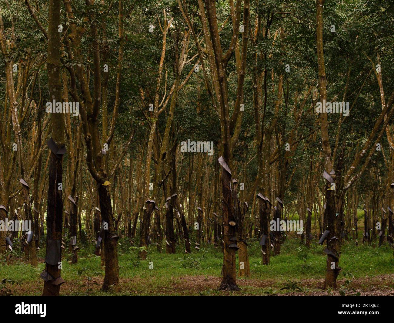Rubber trees in rubber plantation Stock Photo - Alamy