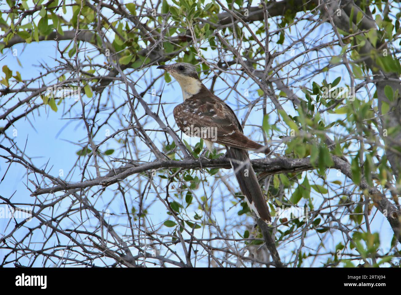 Great Spotted Cuckoo (Clamator glandarius), Etosha National Park ...