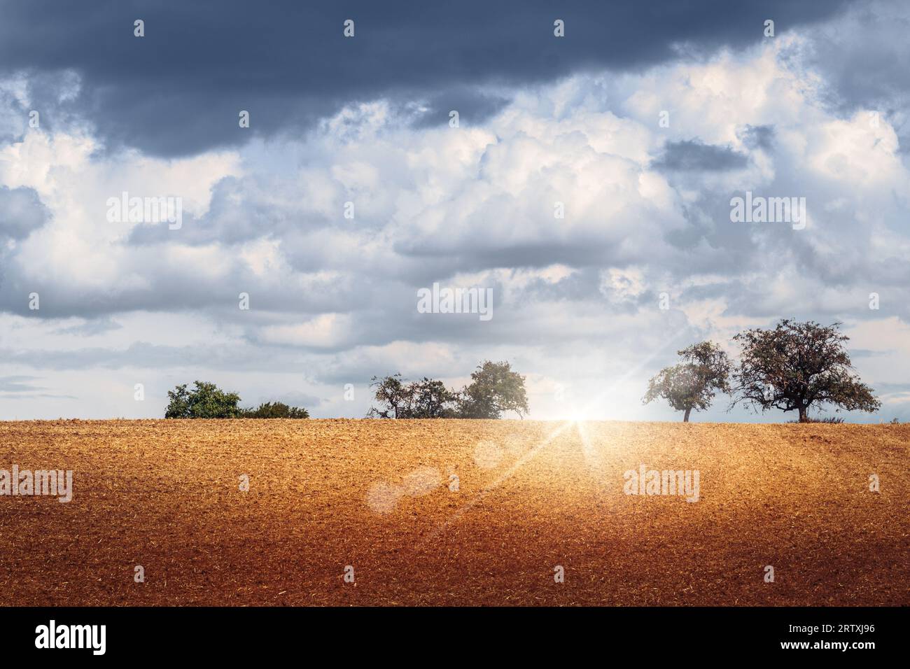 Tree trees horizon agriculture hi-res stock photography and images - Alamy