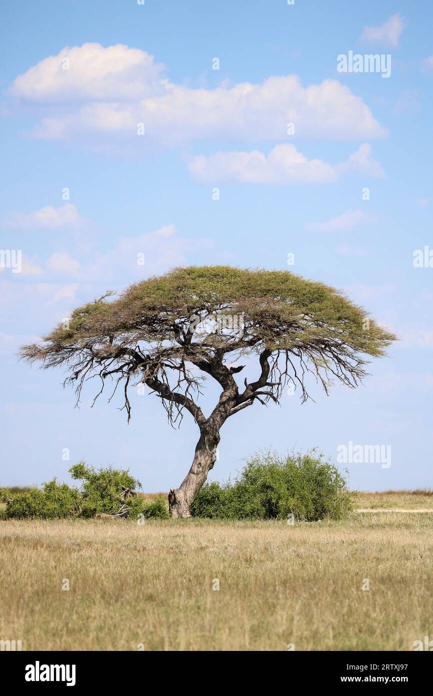 Beautiful Acacia tree, Etosha National Park, Namibia Stock Photo - Alamy