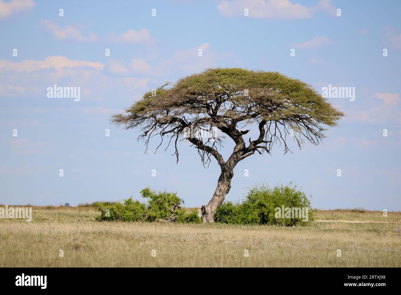 Acacia plant hi-res stock photography and images - Alamy