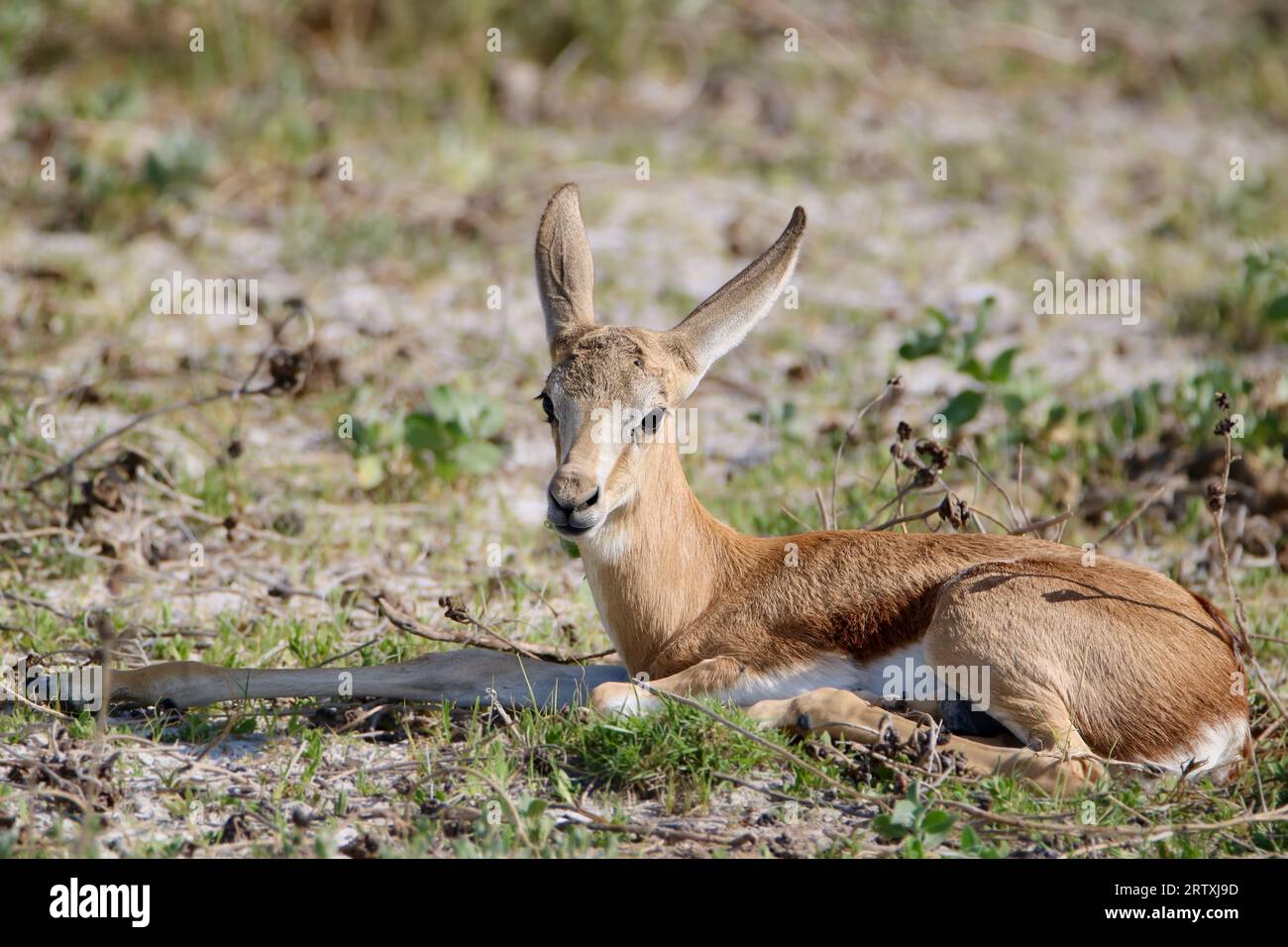 Springbok lamb, Etosha National Park, Namibia Stock Photo - Alamy