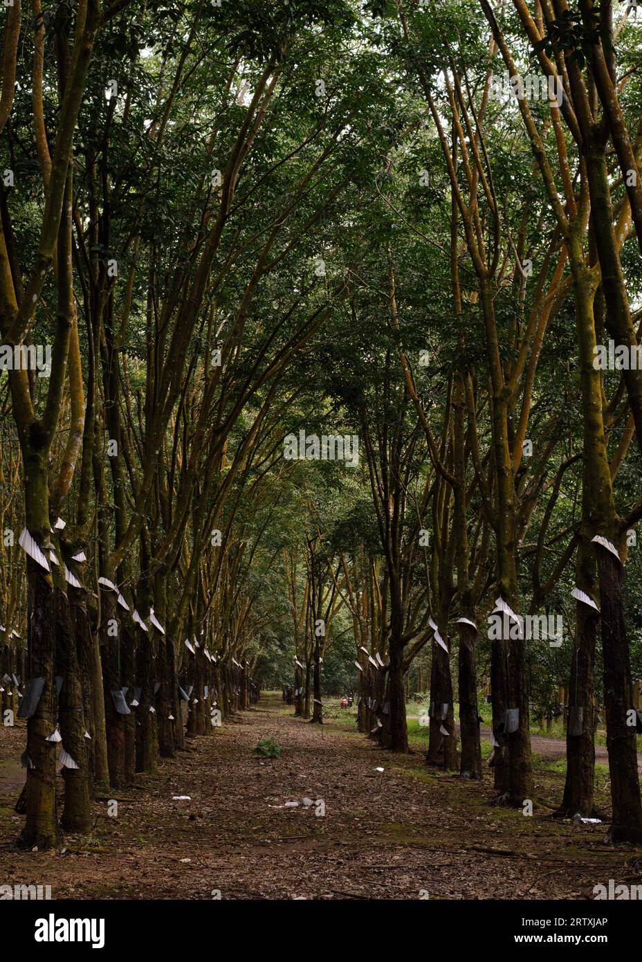 Rubber trees in rubber plantation Stock Photo - Alamy