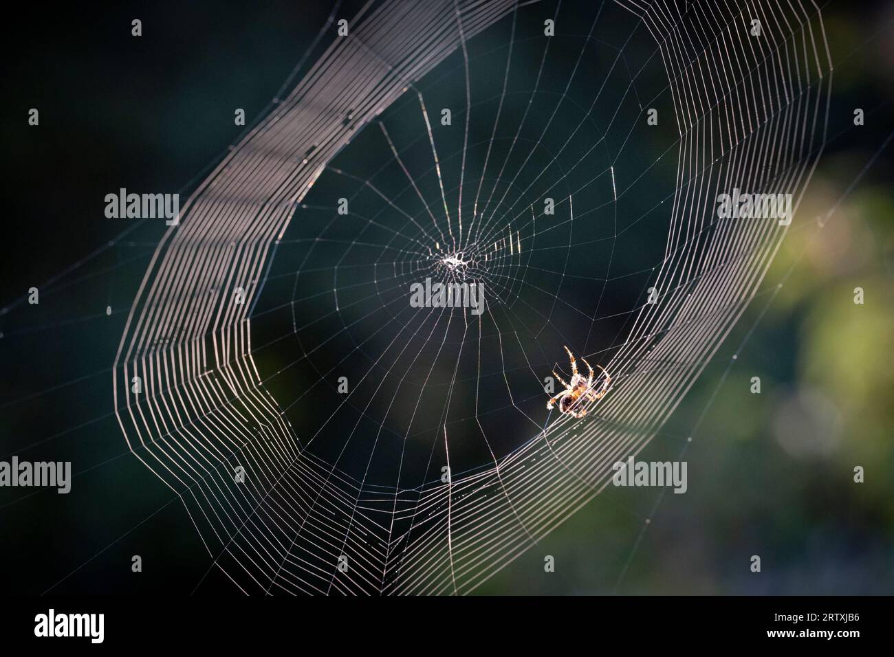 A common garden spider (Araneus diadematus) spins an circular orb web ...