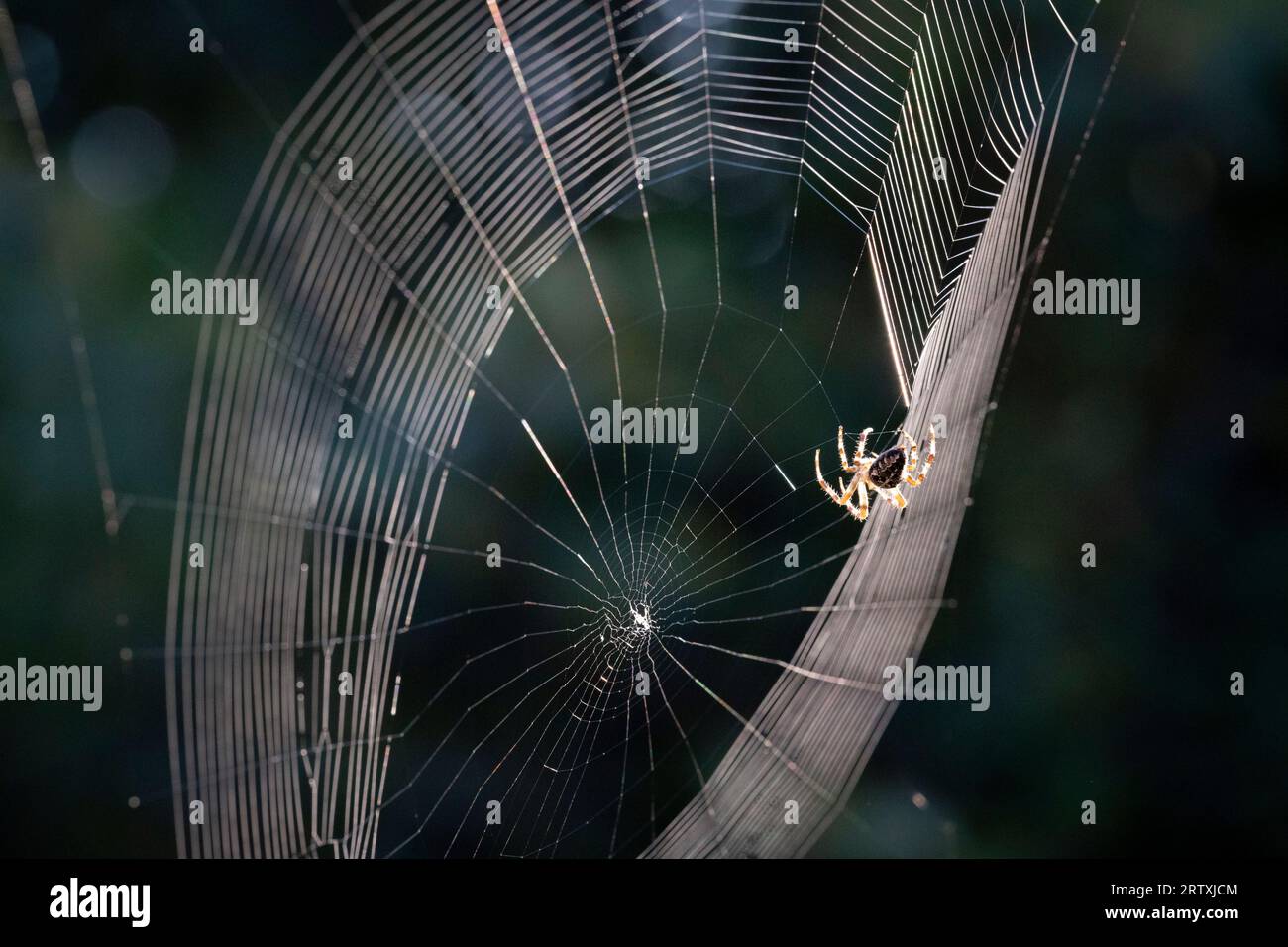 A common garden spider (Araneus diadematus) spins an circular orb web ...