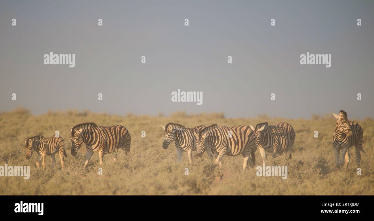 Zebra herd namibia black hi-res stock photography and images - Alamy
