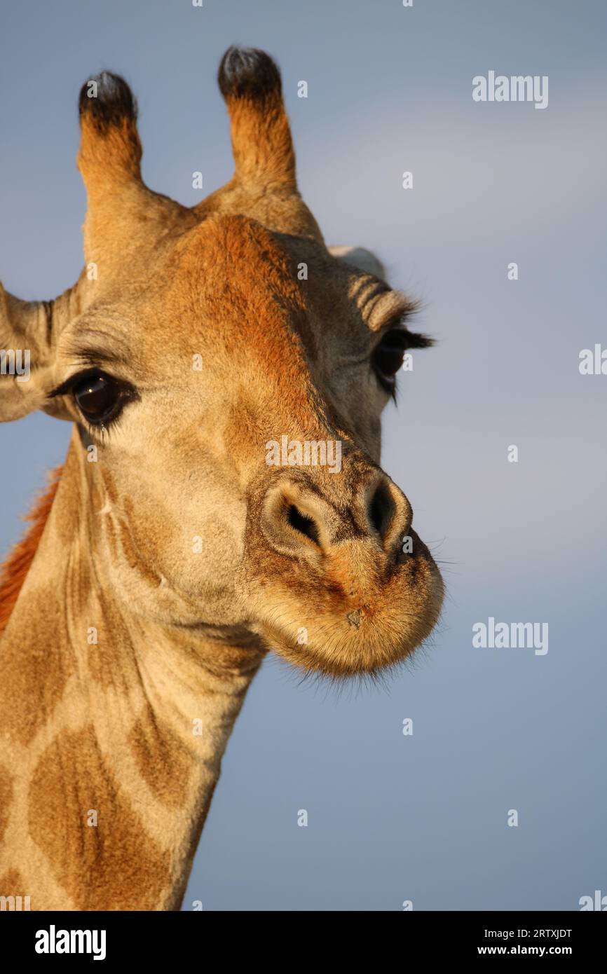 Giraffe nose hi-res stock photography and images - Alamy