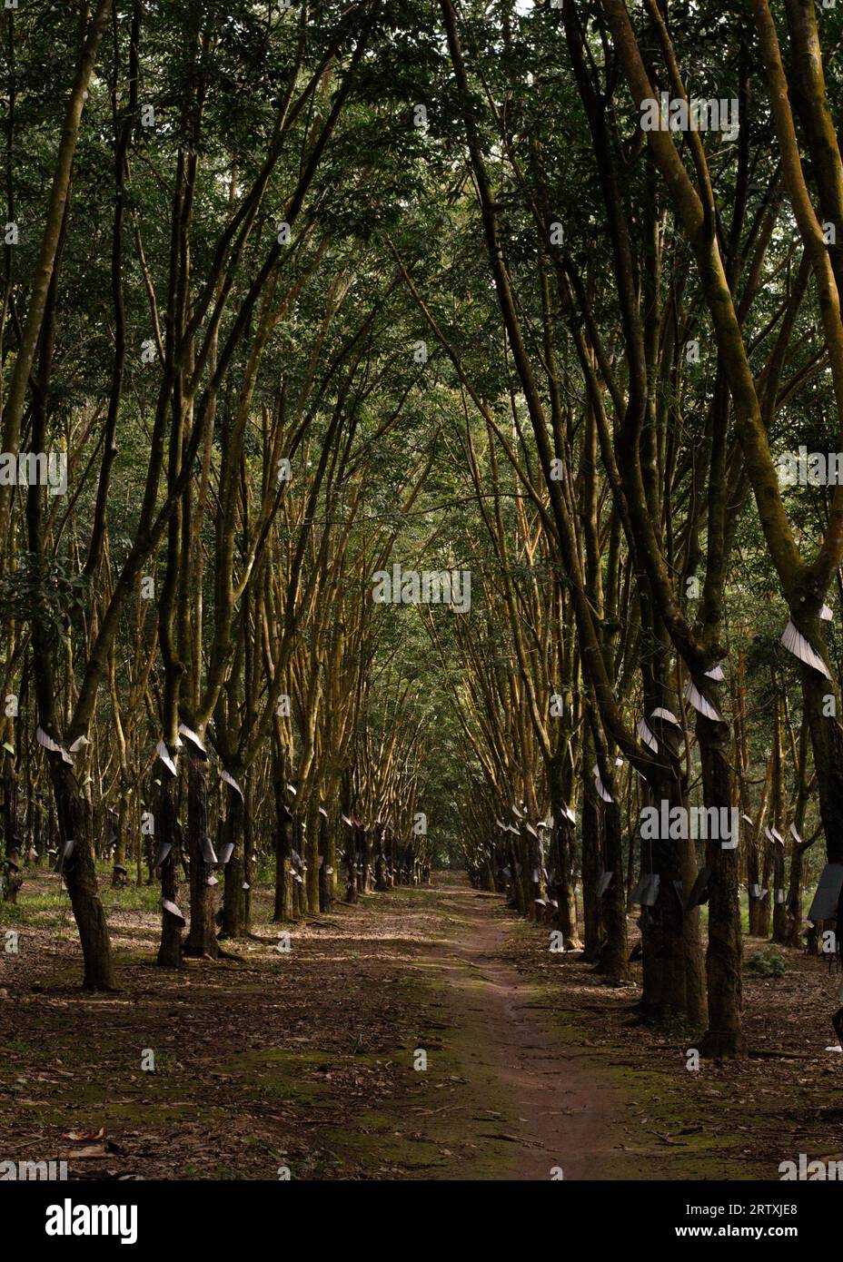 Rubber trees in rubber plantation Stock Photo - Alamy