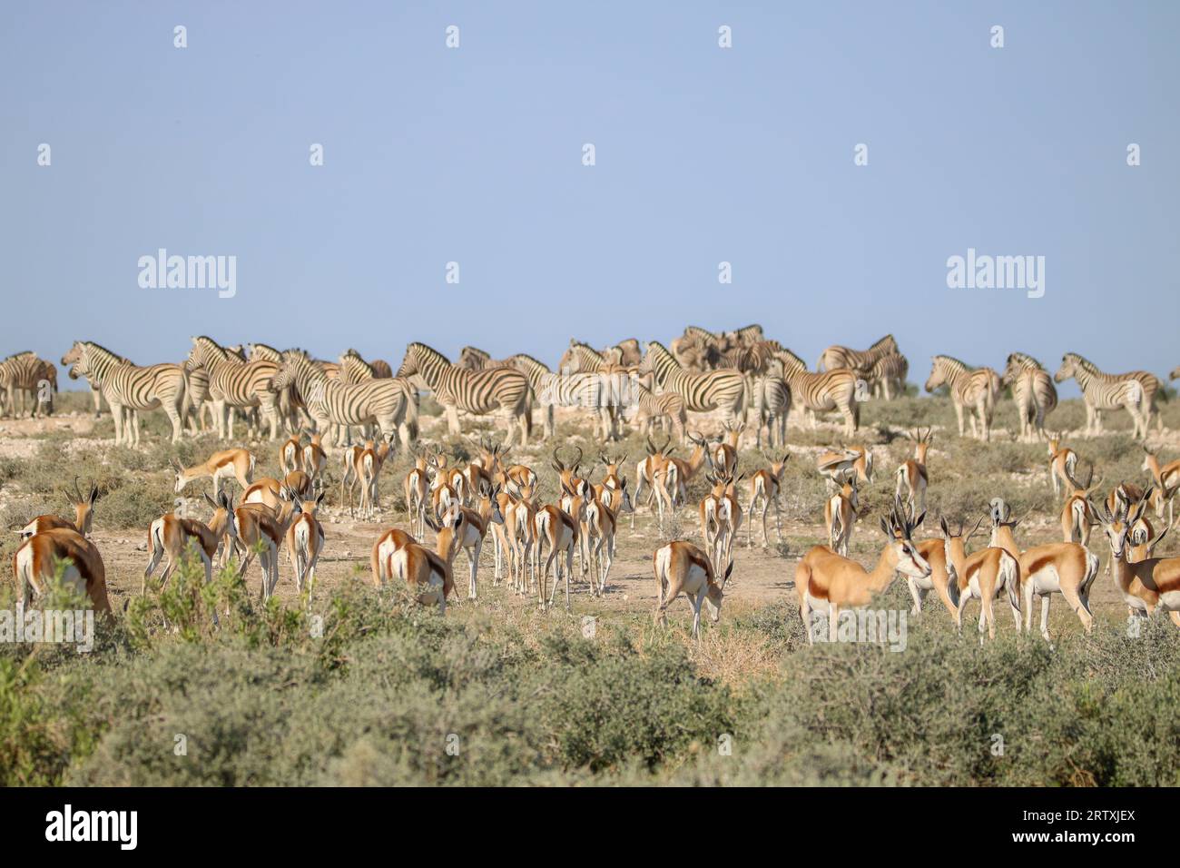Zebra and Springbok at the waterhole, Etosha National Park, Namibia ...