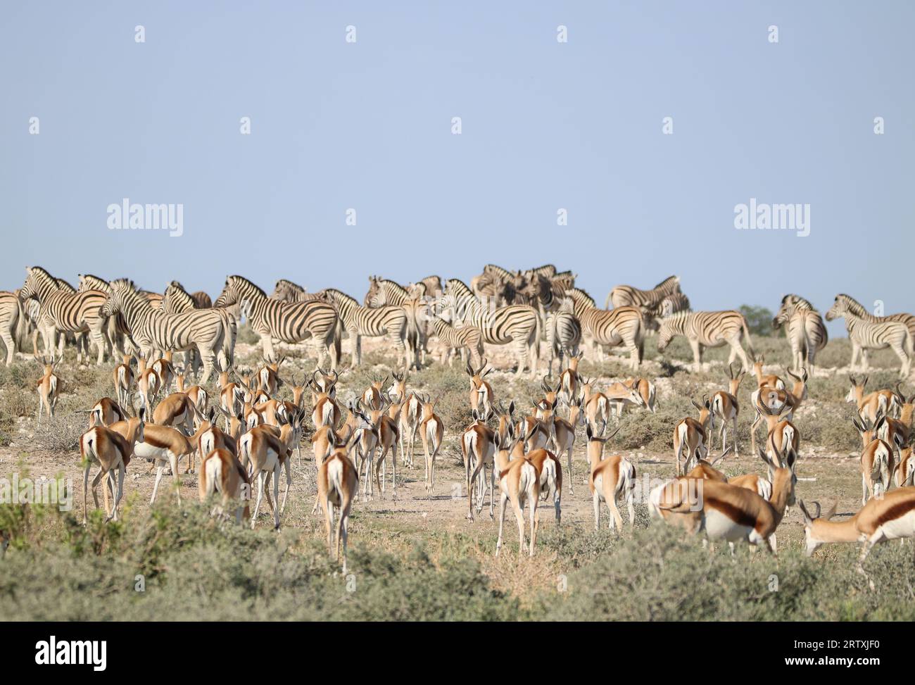 Zebra and Springbok at the waterhole, Etosha National Park, Namibia ...