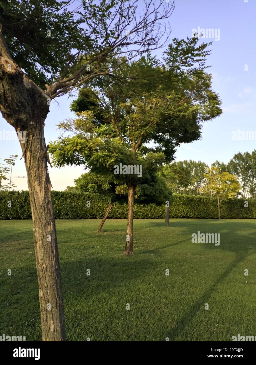 Row of trees with closed parasols on a lawn in a garden bordered by a ...