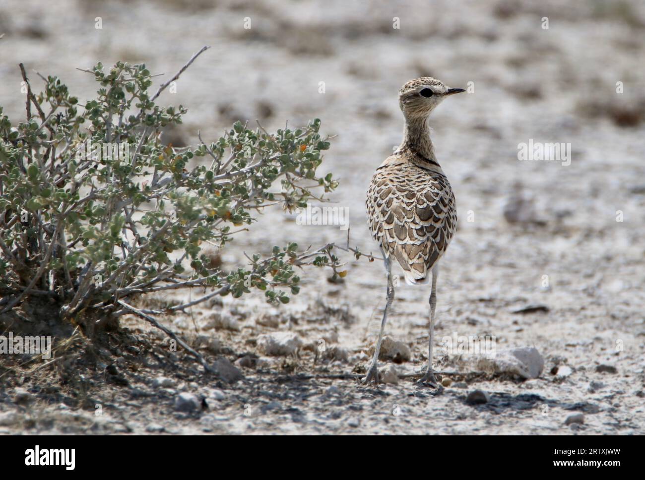 Double-banded Courser (Rhinoptilus africanus), Etosha National park ...
