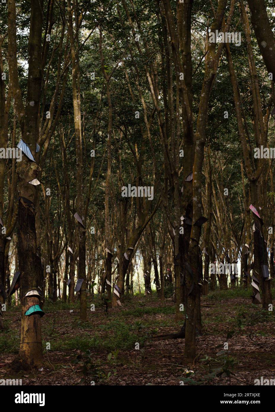 Rubber trees in rubber plantation Stock Photo - Alamy