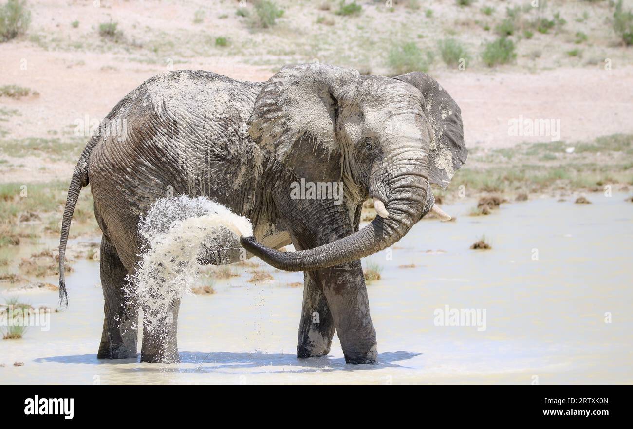 Iron biology hi-res stock photography and images - Alamy