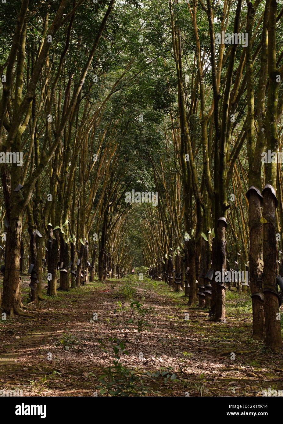 Rubber trees in rubber plantation Stock Photo - Alamy