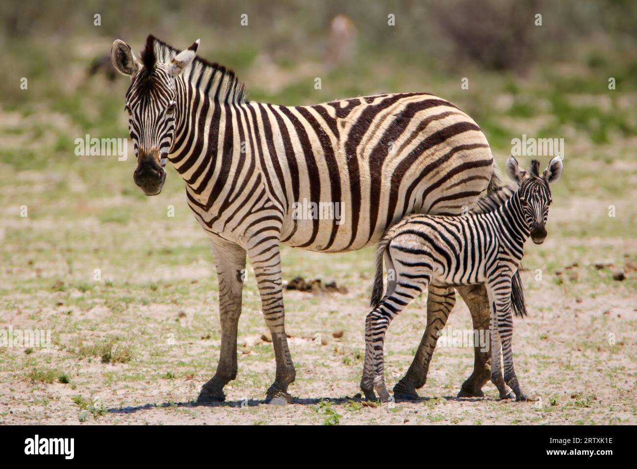 Zebra mare and foal, Etosha National Park, Namibia Stock Photo - Alamy