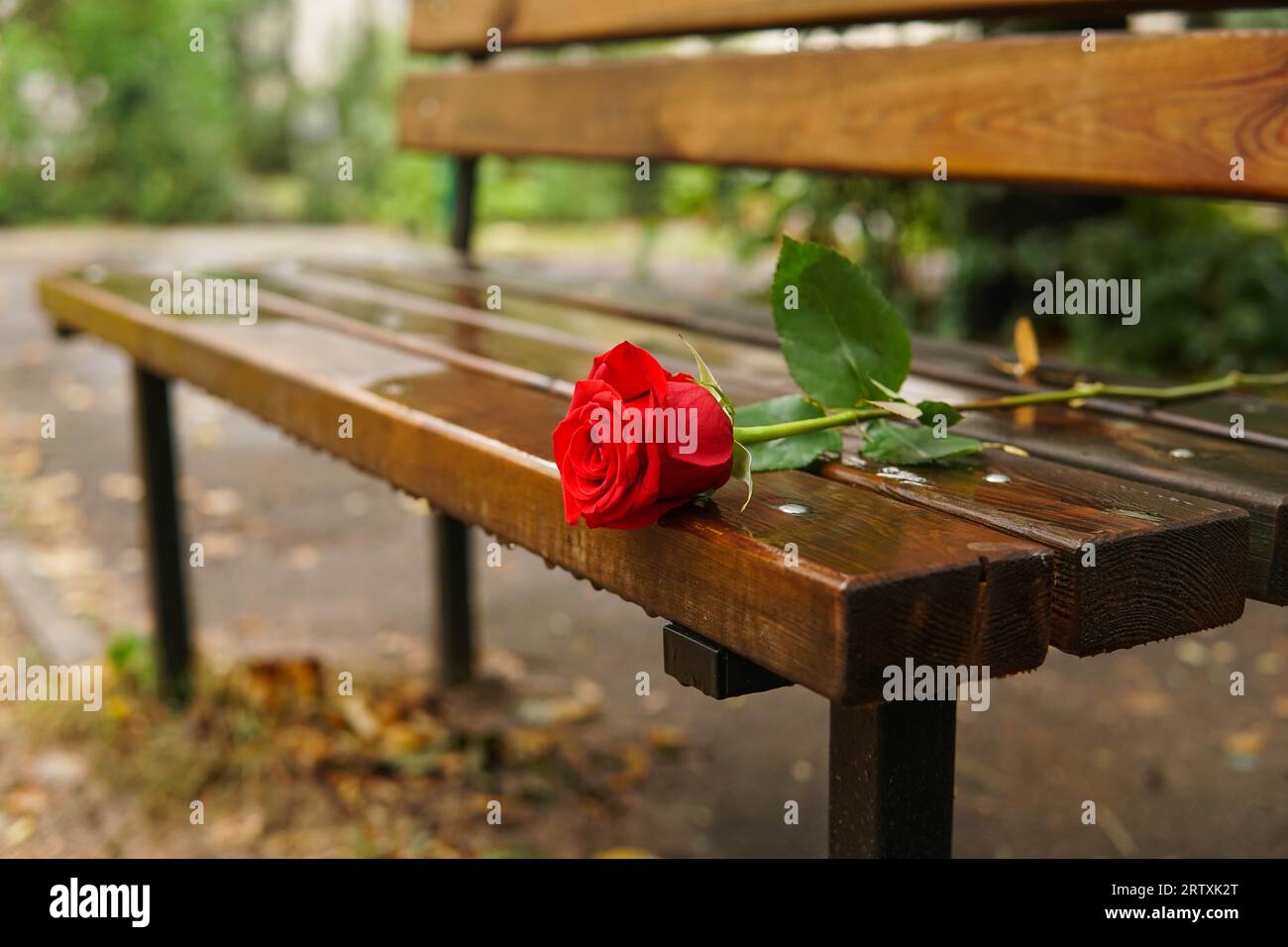 Single red rose on the wooden bench at rainy day. Relationship problem ...