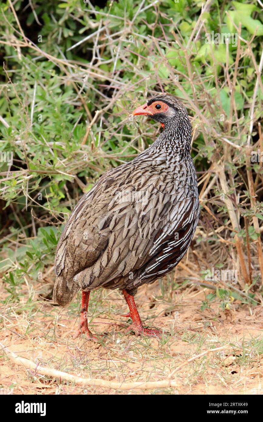 Red-necked Spurfowl, Addo Elephant National Park, South Africa Stock ...