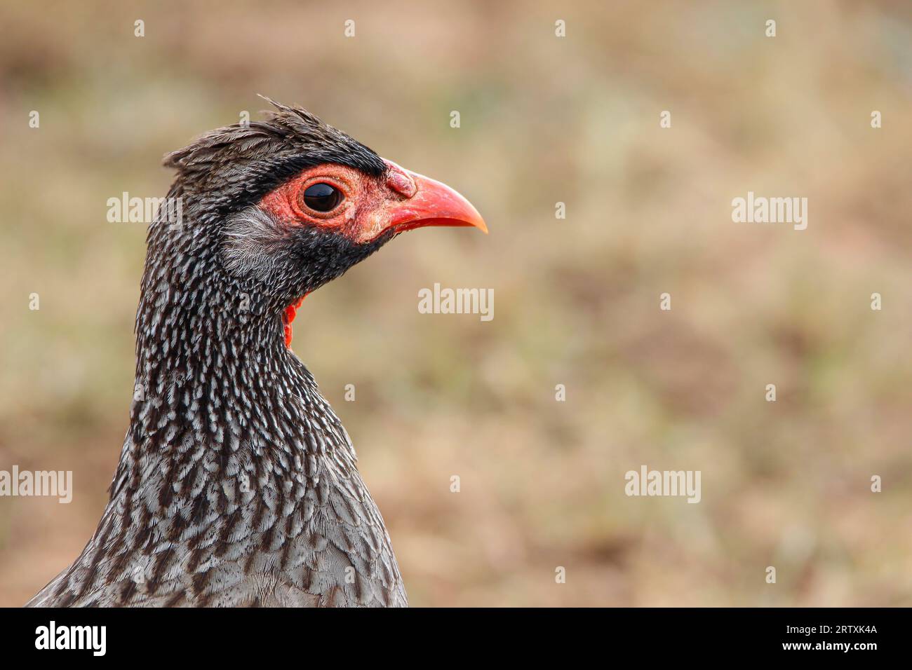 Profile of Red-necked Spurfowl (Pternistis Afer), Addo Elephant ...