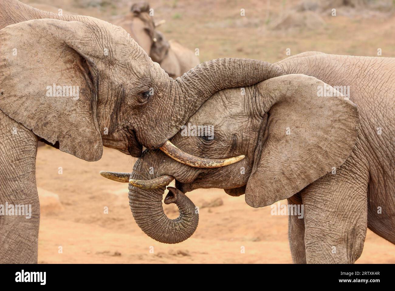 African elephant greeting, Addo Elephant National Park, Port Elizabeth ...