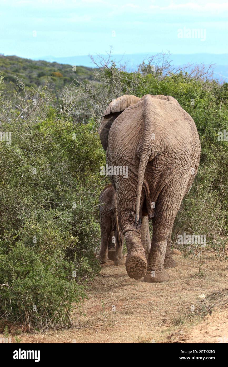African elephant, Addo Elephant National Park, Port Elizabeth, South ...
