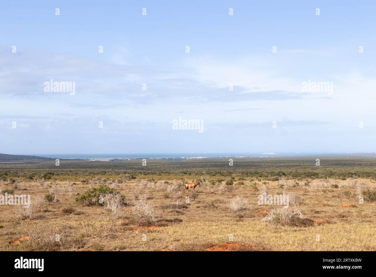 Addo elephant park scenery hi-res stock photography and images - Alamy