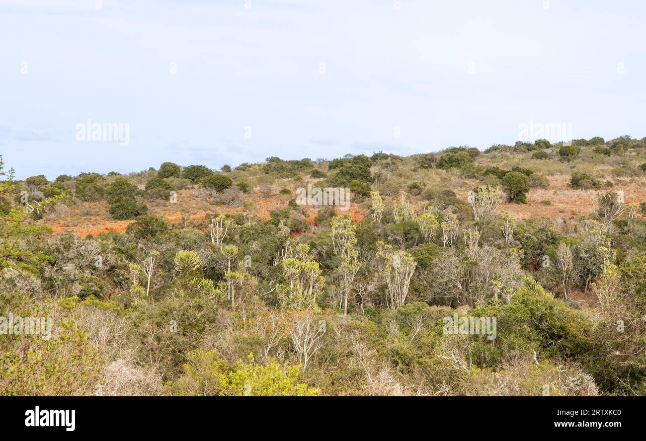 Addo elephant park scenery hi-res stock photography and images - Alamy
