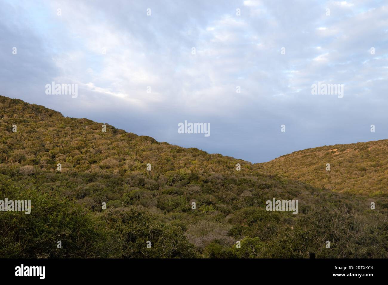 Addo elephant park scenery hi-res stock photography and images - Alamy