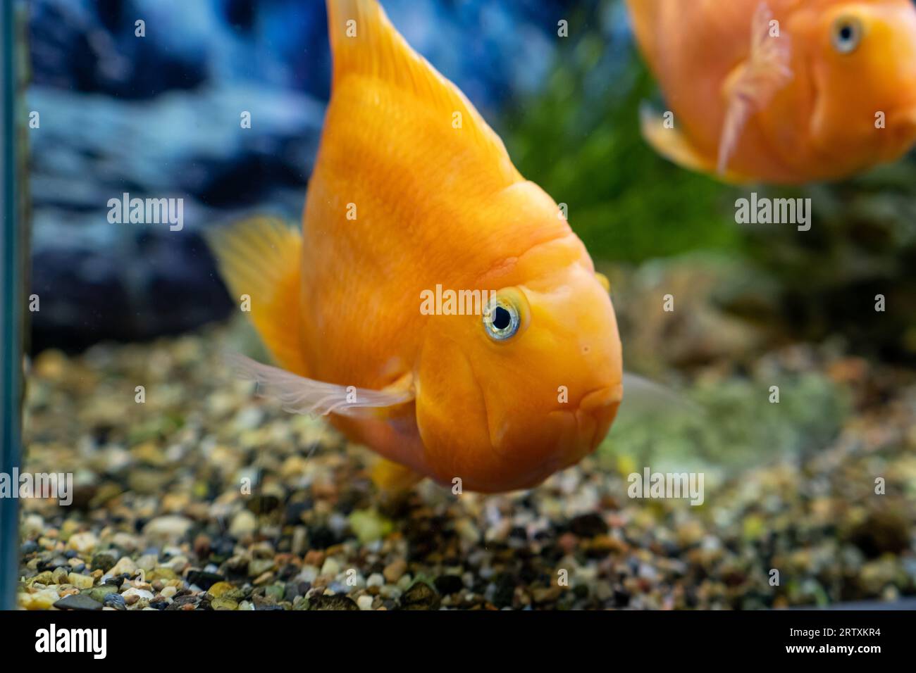 Orange parrot fish in the aquarium. Red Parrot Cichlid. Aquarium fish ...