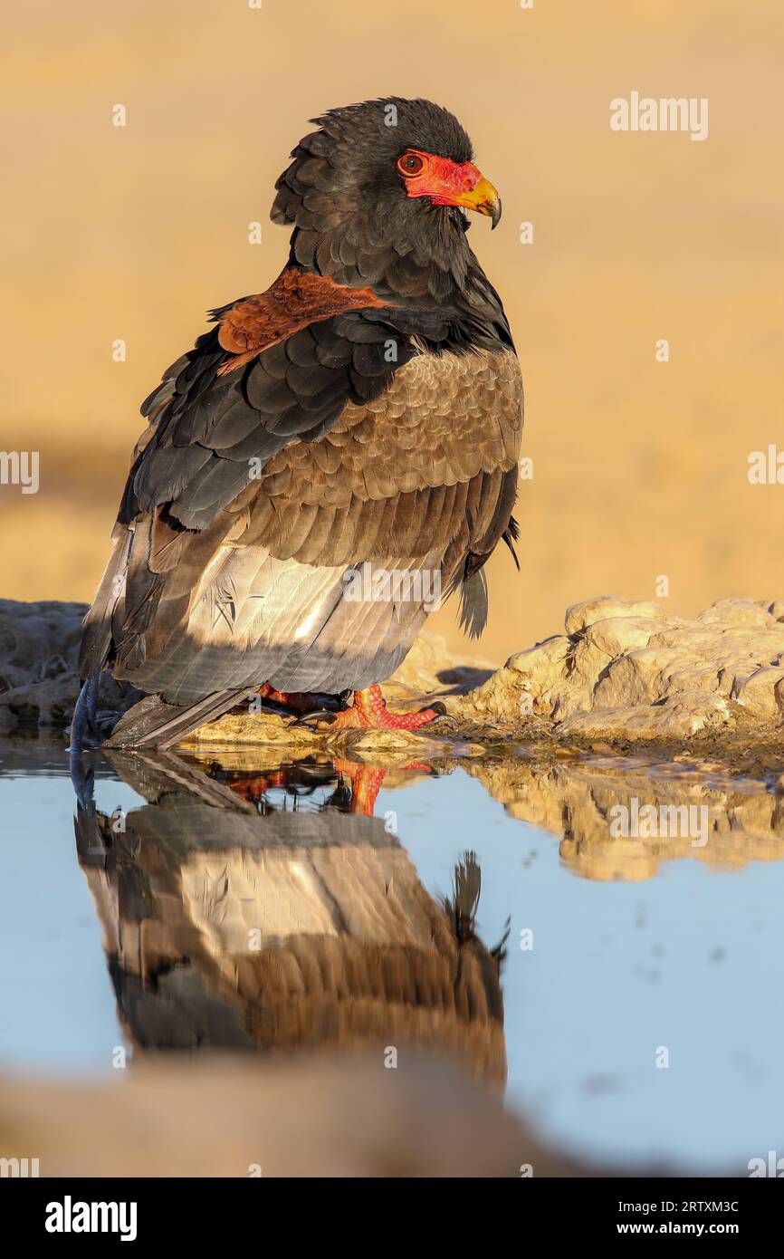Colourful bird of prey hi-res stock photography and images - Alamy
