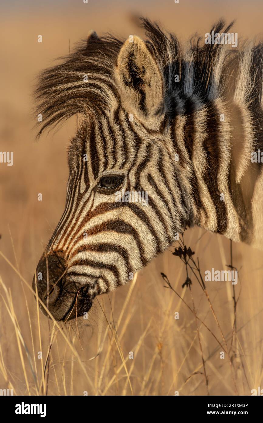 Zebra foal profile, Kruger National Park, South Africa Stock Photo - Alamy