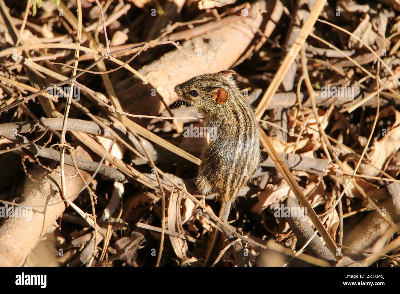 Four-striped Grass Mouse (Rhabdomys pumilio), Kruger National Park ...