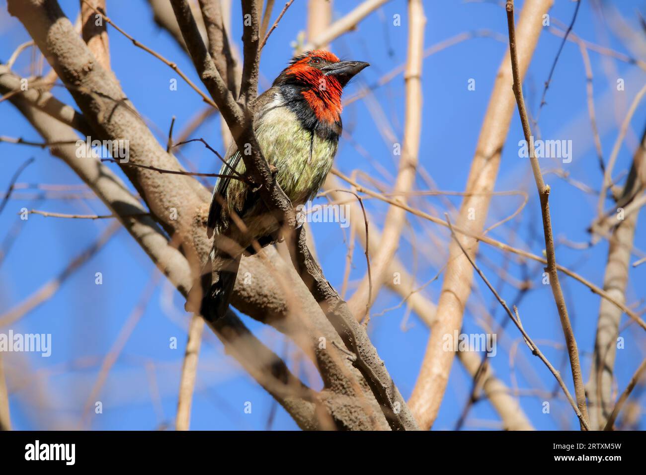 Black-collared Barbet (Lybius torquatus), Kruger National Park, South ...