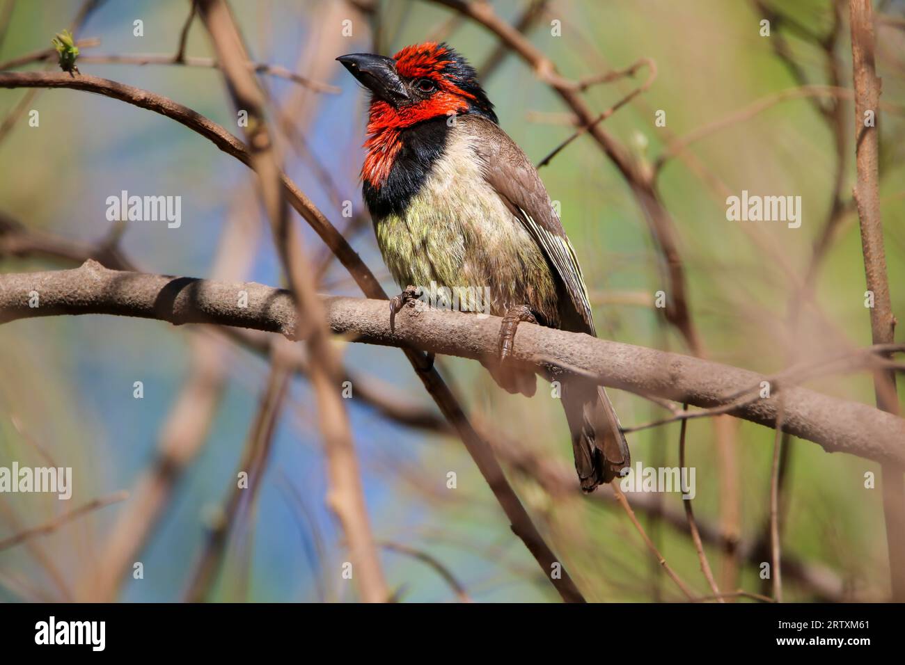 Black-collared Barbet (Lybius torquatus), Kruger National Park, South ...