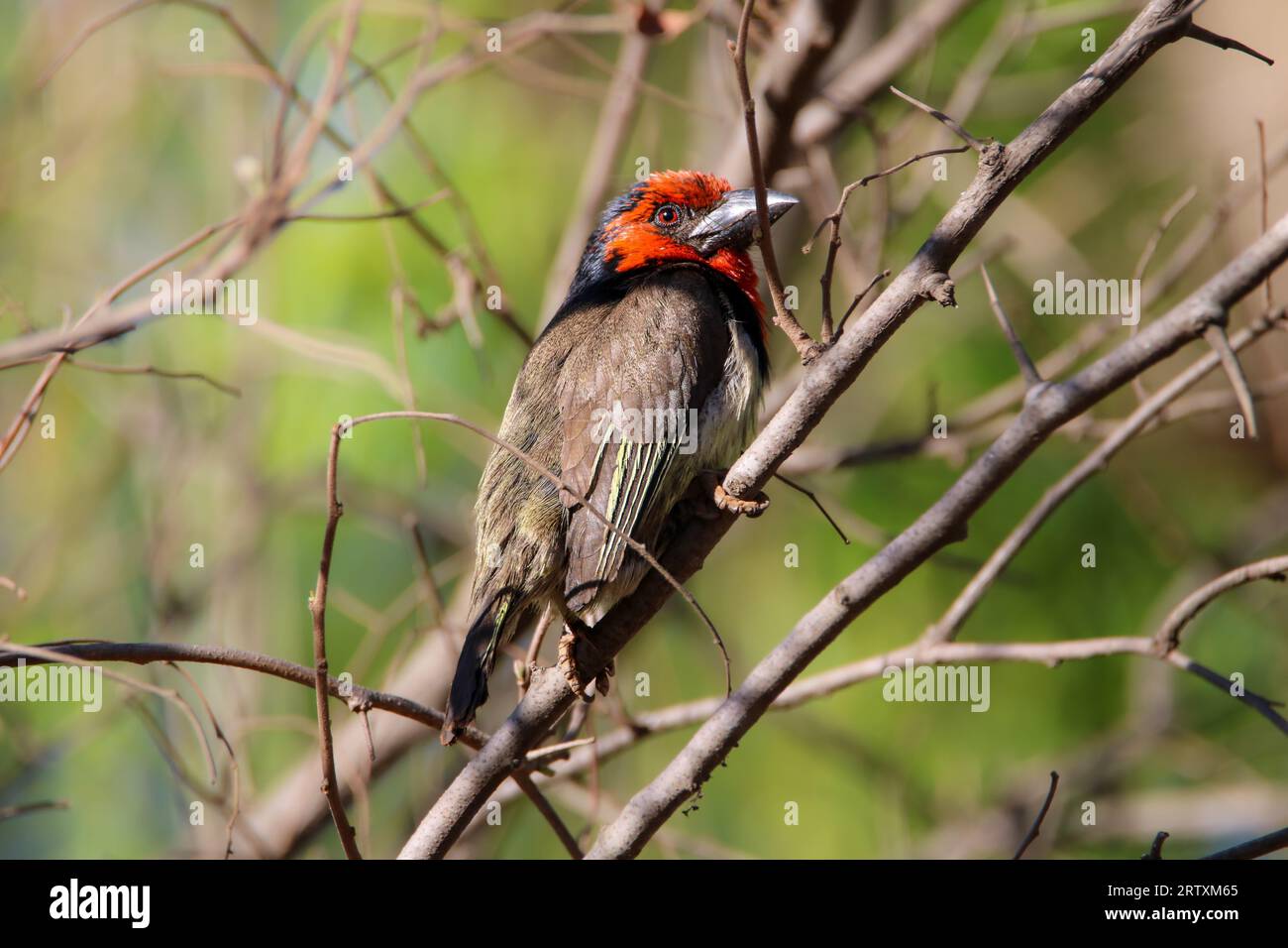 Black-collared Barbet (Lybius torquatus), Kruger National Park, South ...
