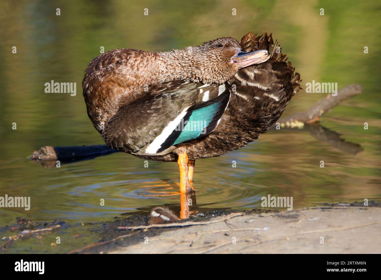African Black Duck (Anas sparsa) preening, Kruger National Park, South ...
