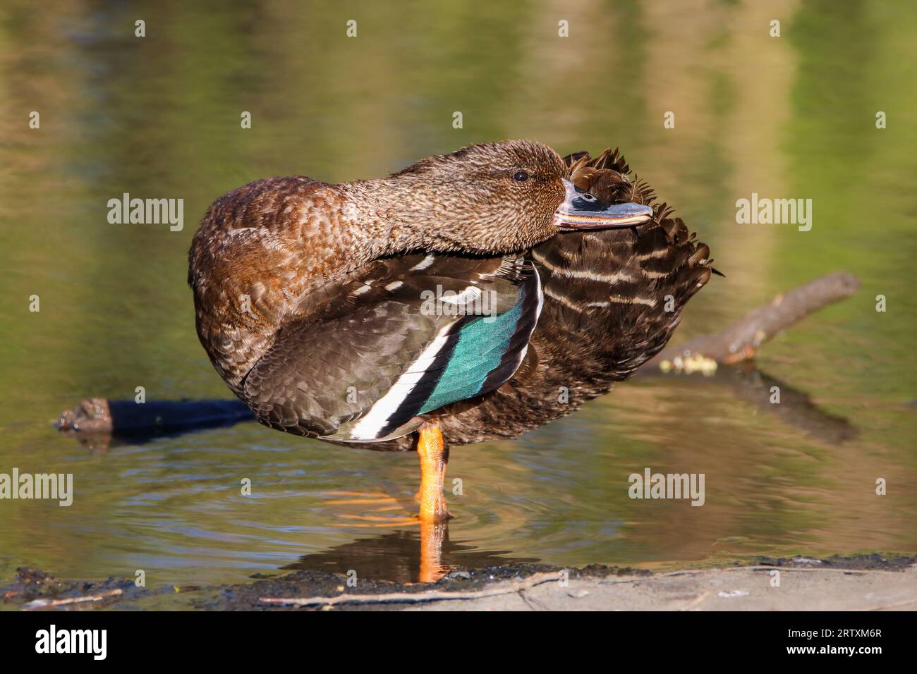 African Black Duck (Anas sparsa) preening, Kruger National Park, South ...