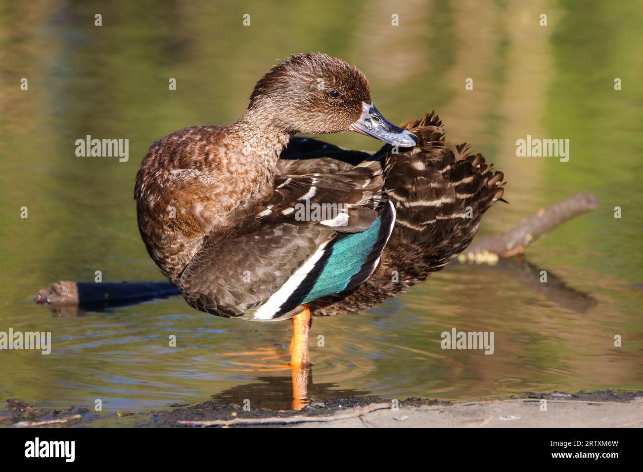 African Black Duck (Anas sparsa) preening, Kruger National Park, South ...