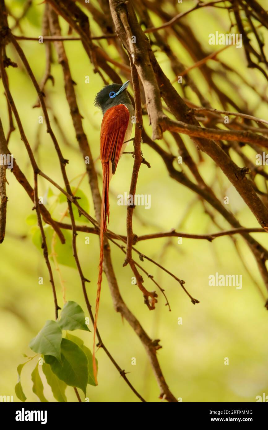 Male African Paradise Flycatcher, Kruger National Park, South Africa ...