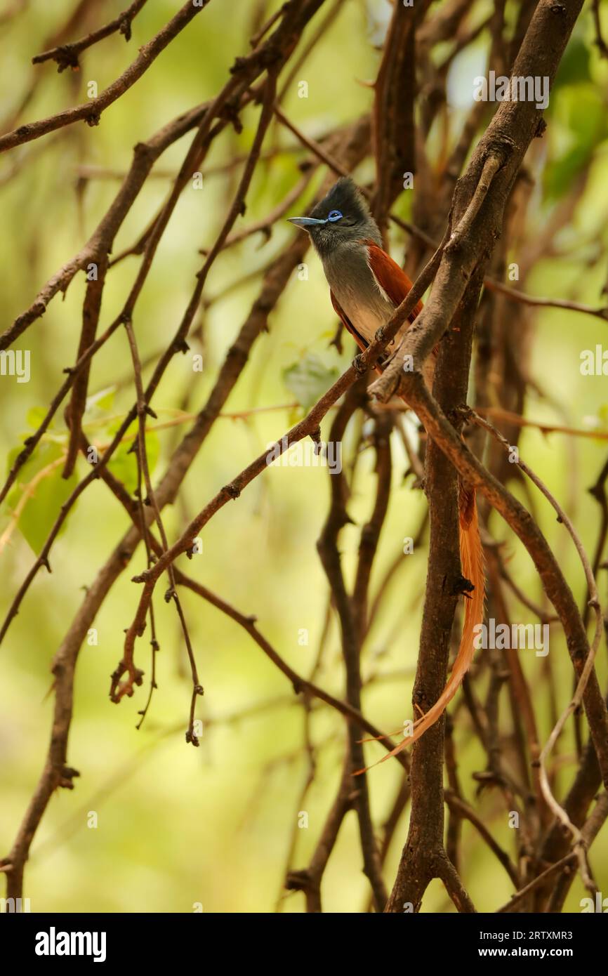 Male African Paradise Flycatcher, Kruger National Park, South Africa ...