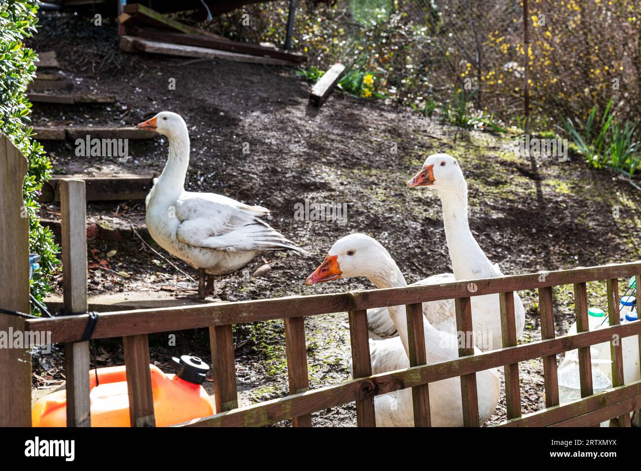 Farming birds hi-res stock photography and images - Alamy