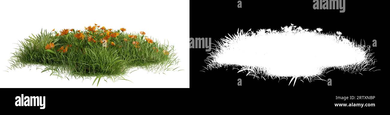 Green grass field and flower on white background, 3d illustration ...