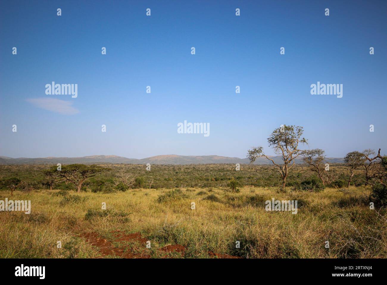 The lush landscape of the Mkhuze or Mkuze Game Reserve, northern ...