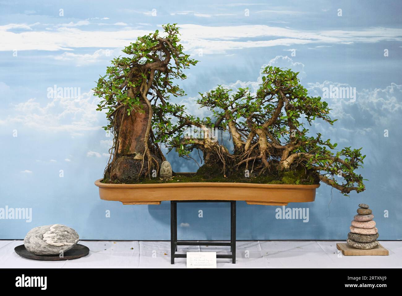 Miniature tree (Bansai tree) displayed in the exhibition in Dhaka ...
