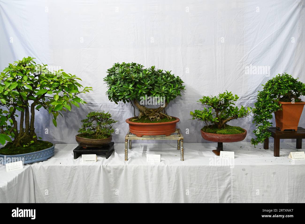 Miniature tree (Bansai tree) displayed in the exhibition in Dhaka ...
