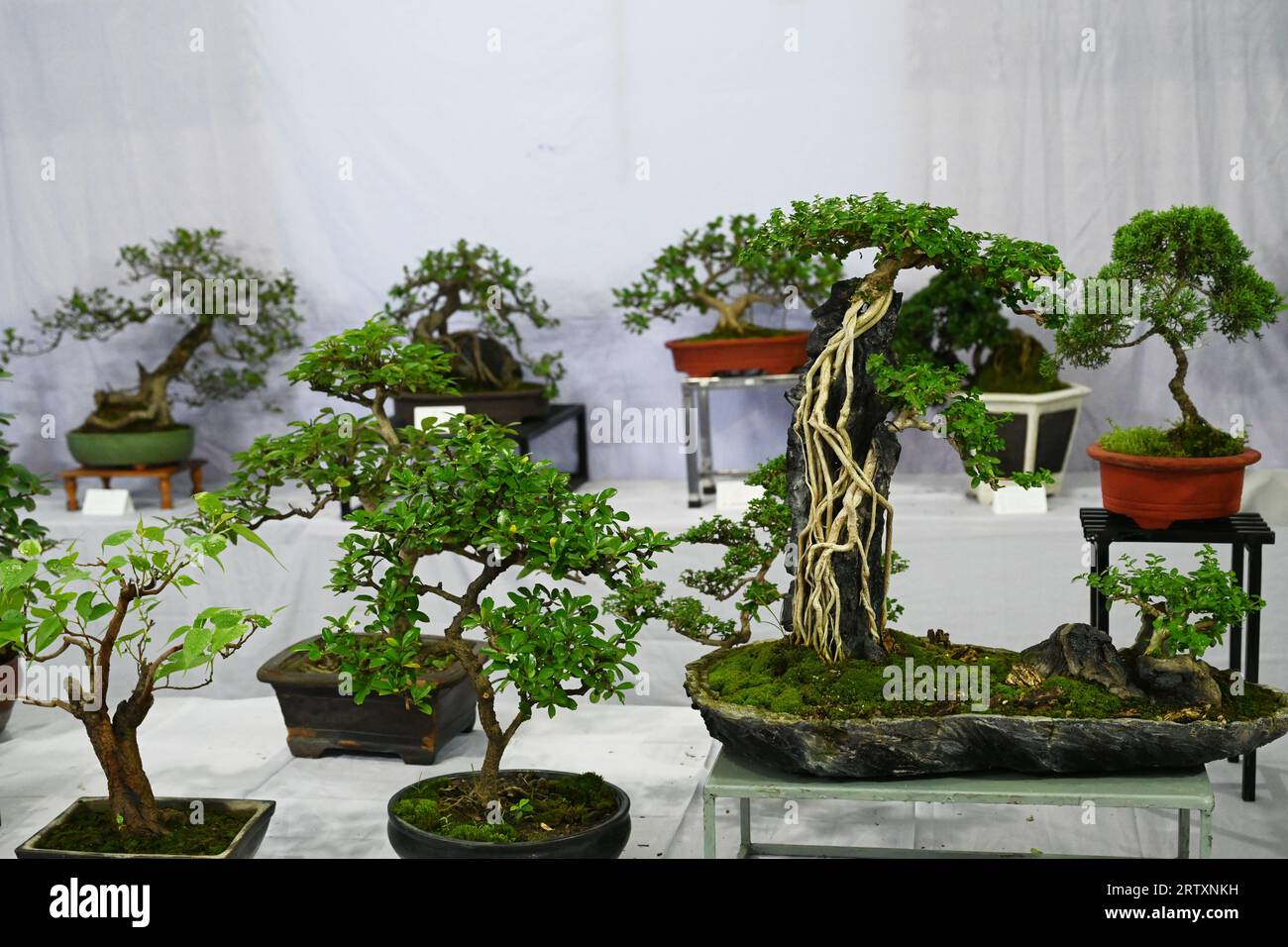 Miniature tree (Bansai tree) displayed in the exhibition in Dhaka ...